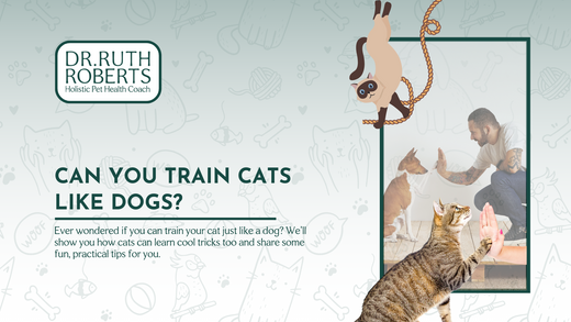 Can You Train Cats Like Dogs? Let’s Find Out!
