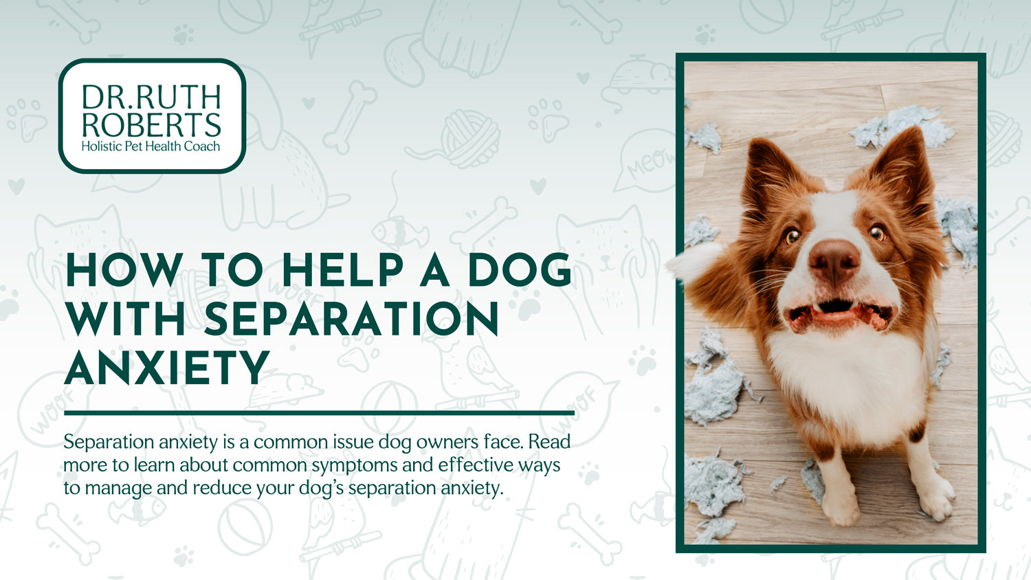 How to Help a Dog with Separation Anxiety - Meds & Treatments