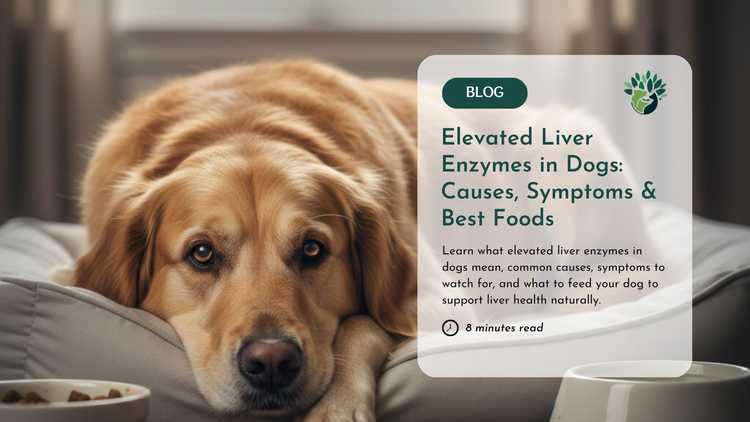 What Elevated Liver Enzymes Mean for Your Dog’s Health