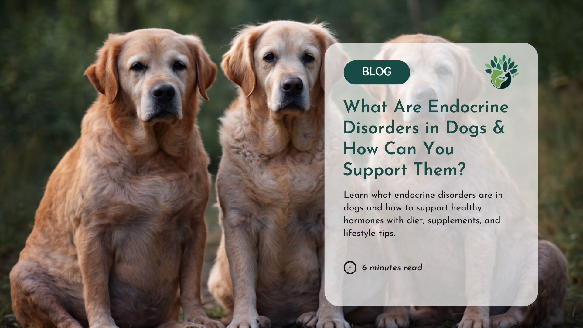 What Are Endocrine Disorders in Dogs & How Can You Support Them?