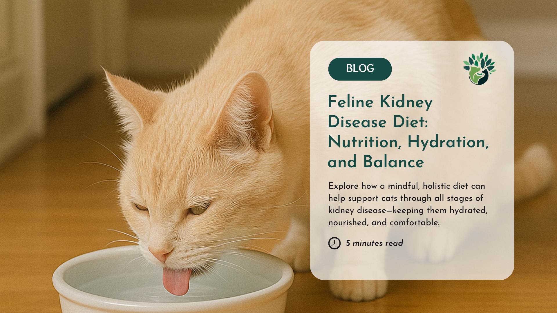 Feline Kidney Disease Stages and Diet: A Holistic, Balanced Guide