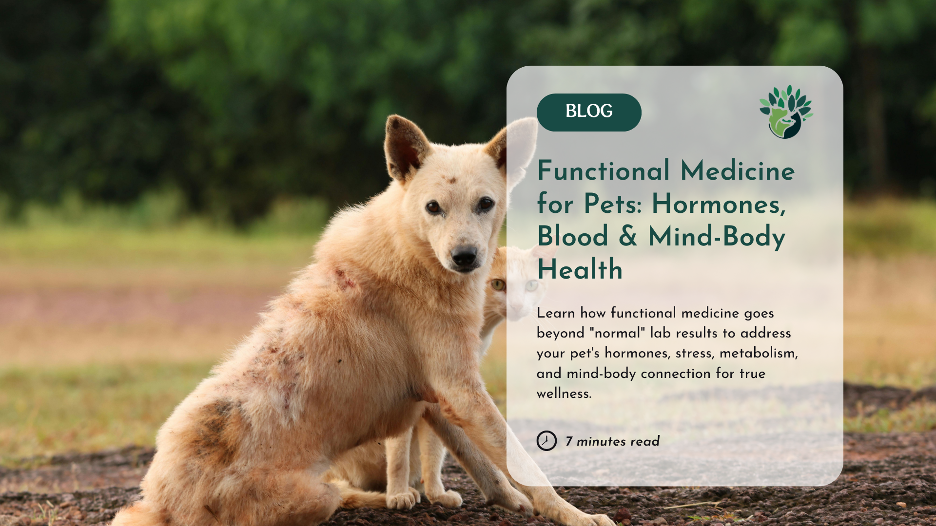 Bone Broth for Dogs and Cats: Benefits, Risks, and Safe Recipes