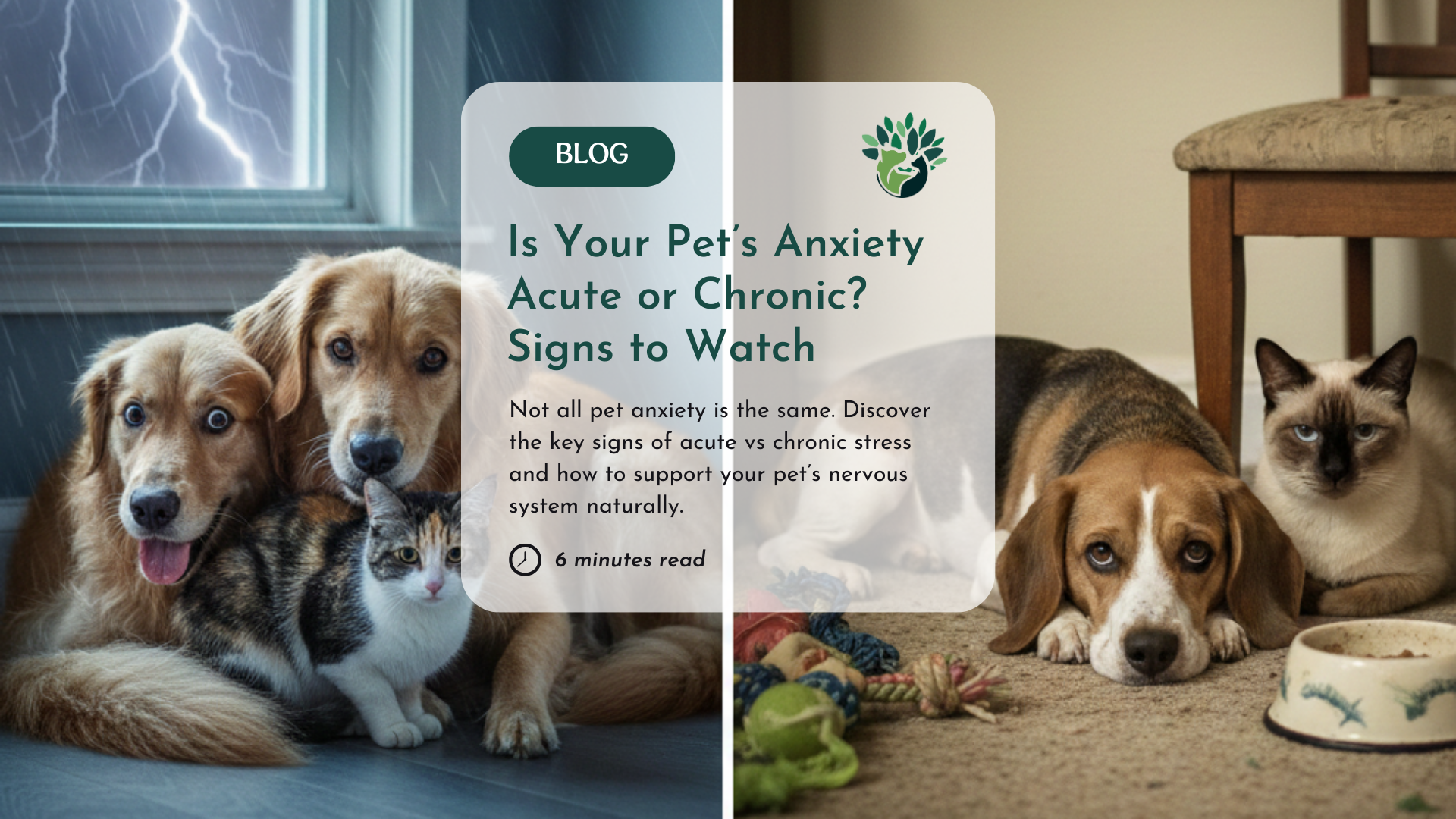 Is Your Pet's Anxiety Acute or Chronic? Signs to Watch