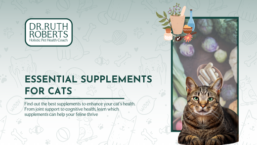11 Best Supplements for Cats