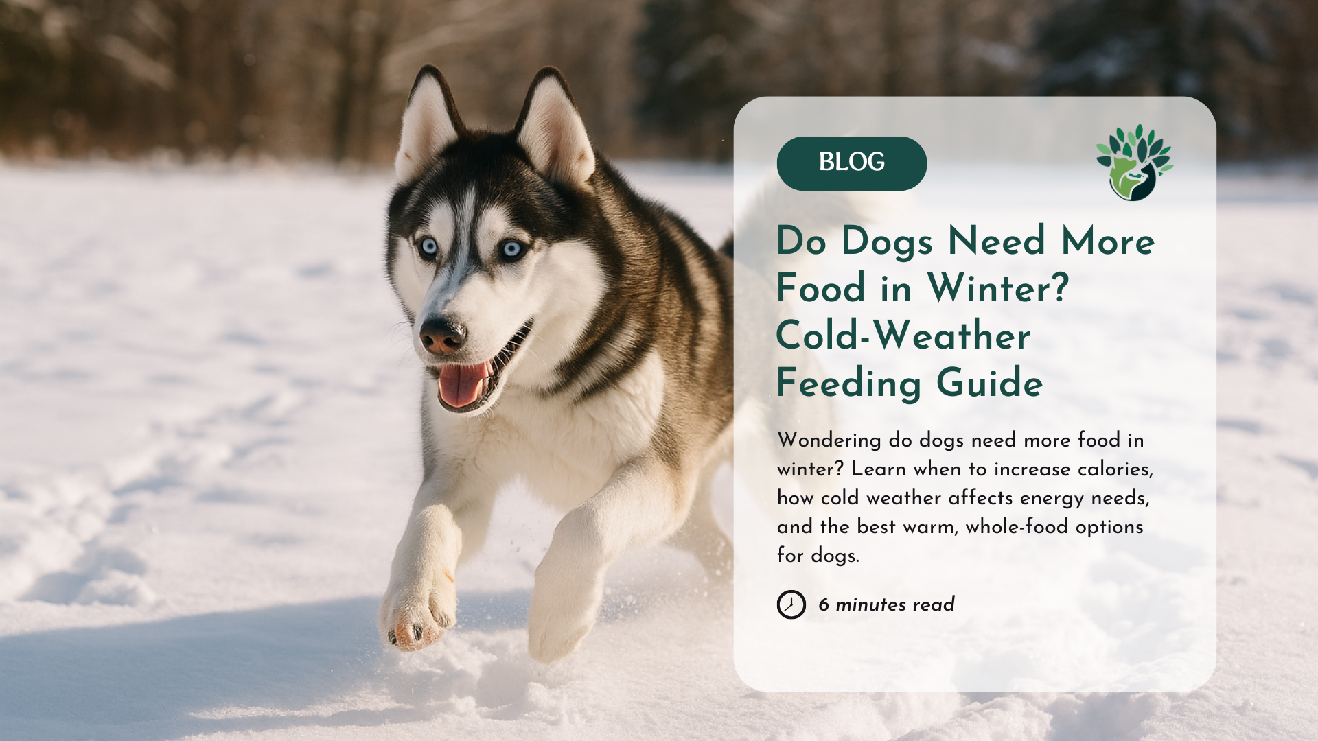 Do Dogs Need More Food in Winter? How to Feed Smart in Cold Weather