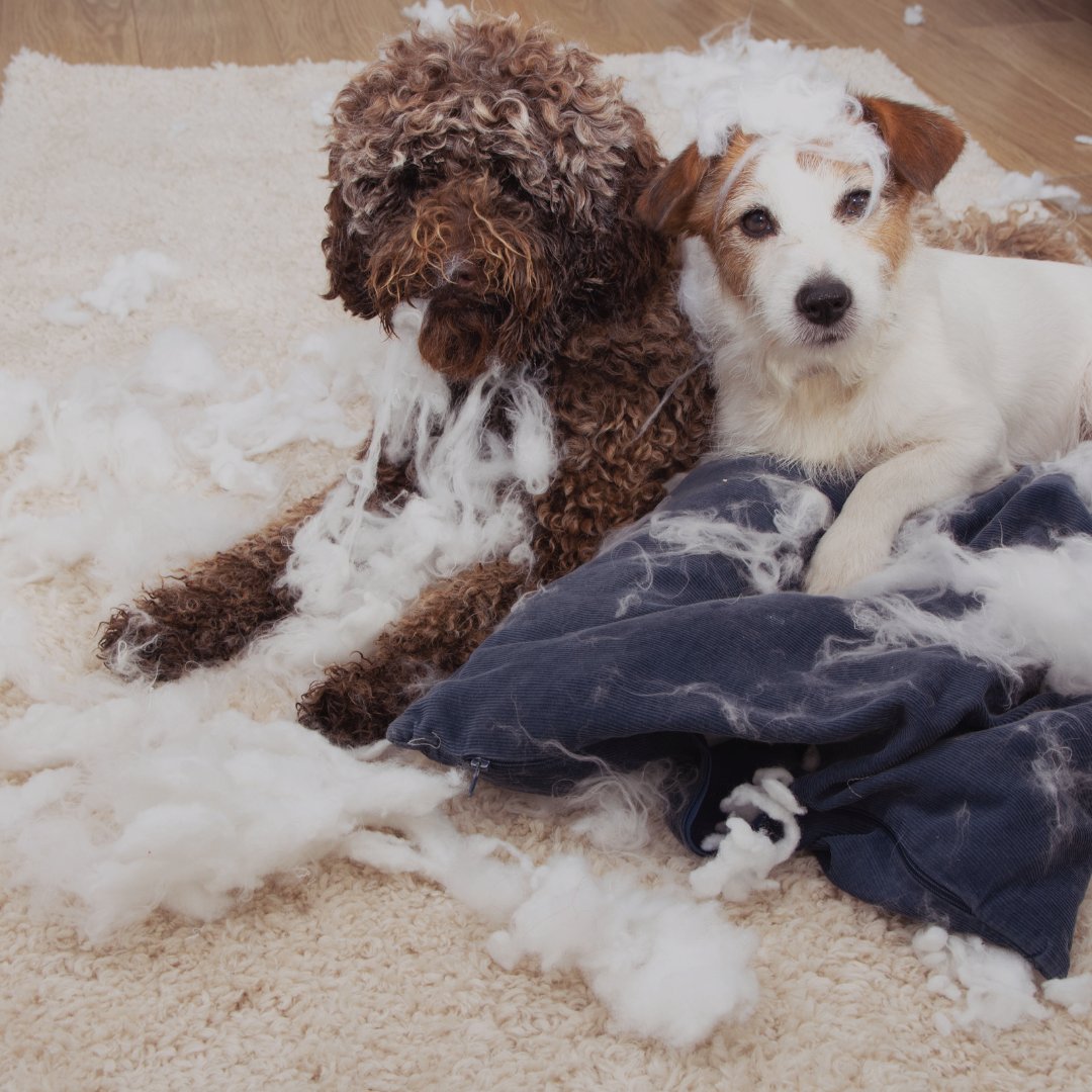 Dog and Cat Anxiety Support - Anxiety Relief for Pets - Dr. Ruth