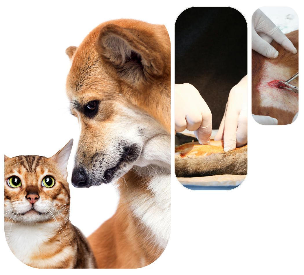 Spay and Neuter Quiz: Recognize Warning Signs After Surgery